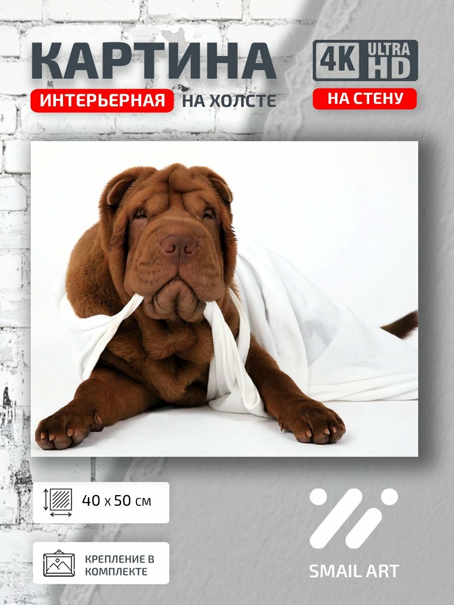 Картина на холсте интерьерная 40 на 50 на стену Шарпей Mood для кабинета атмосфера интерьер