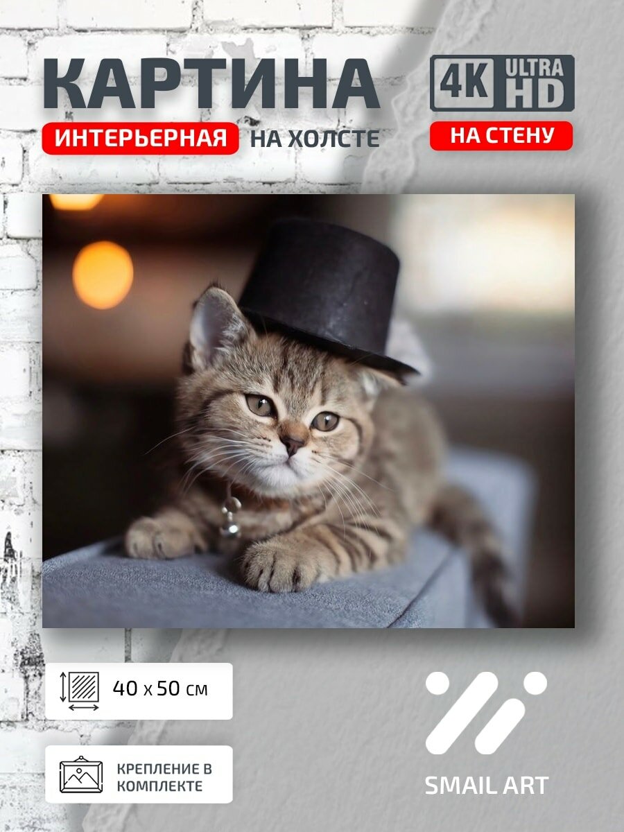 Картина на холсте интерьерная 40 на 50 на стену Животные Котенок для студии атмосфера