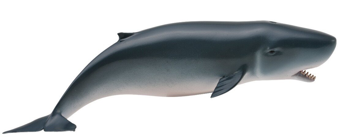 Карликовый кашалот, M