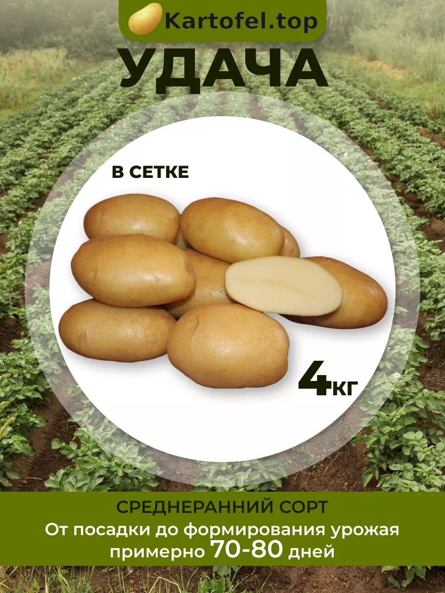 Картофель семенной Удача 4 кг