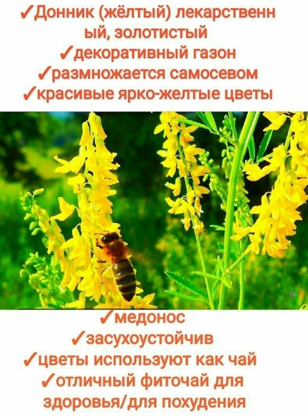 Донник семена,30 шт, медонос/сидерат, premium