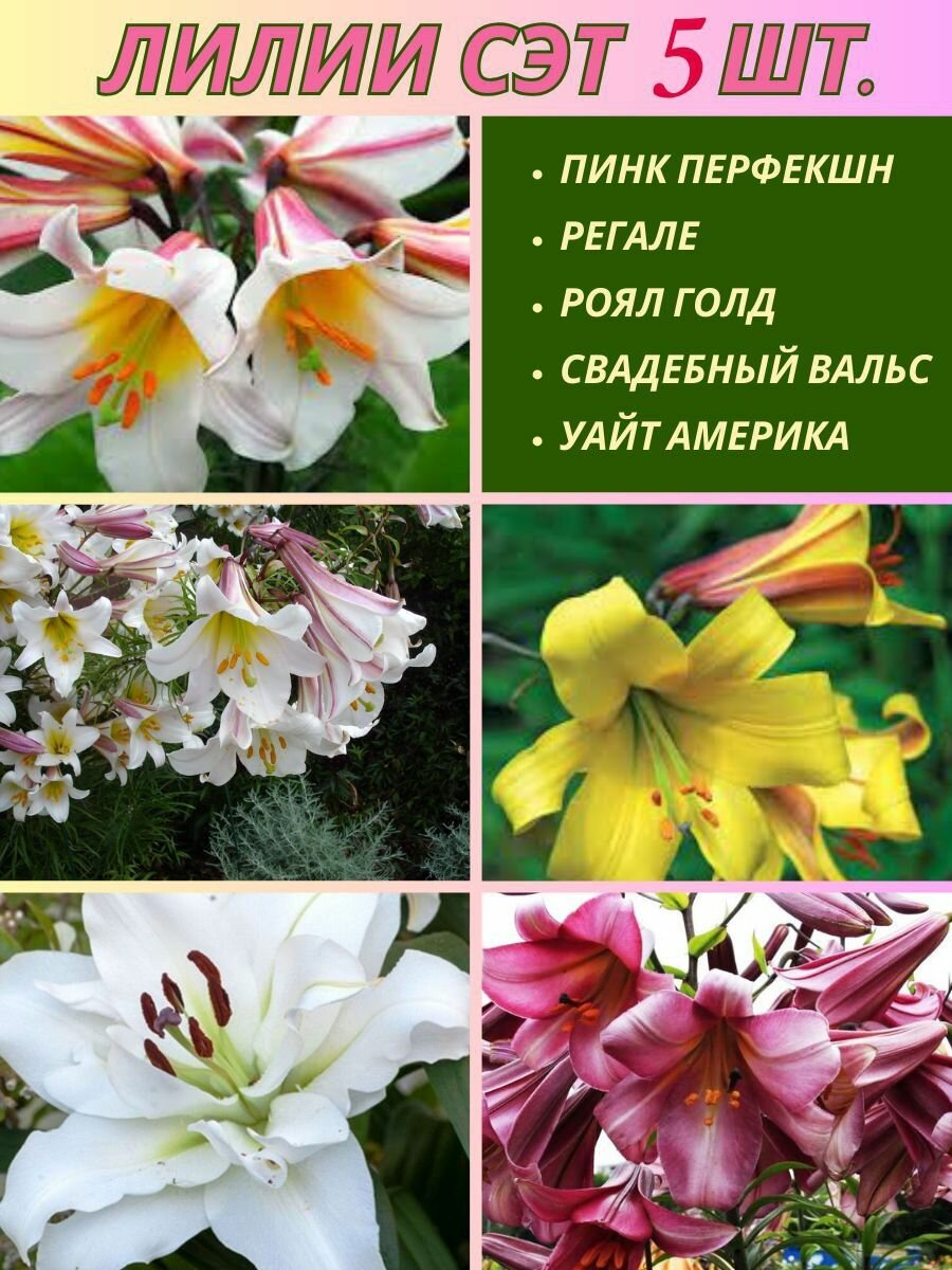 Лилии азиатские, луковицы, сет из 5 штук