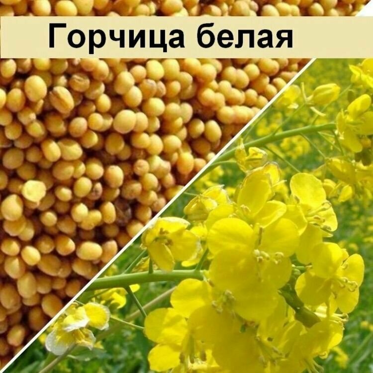 Горчица белая сидерат русский огород зеленое удобрение 250 гр
