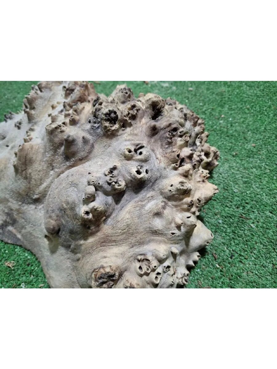 Слэб массив каповый тополь (310-290-100мм)