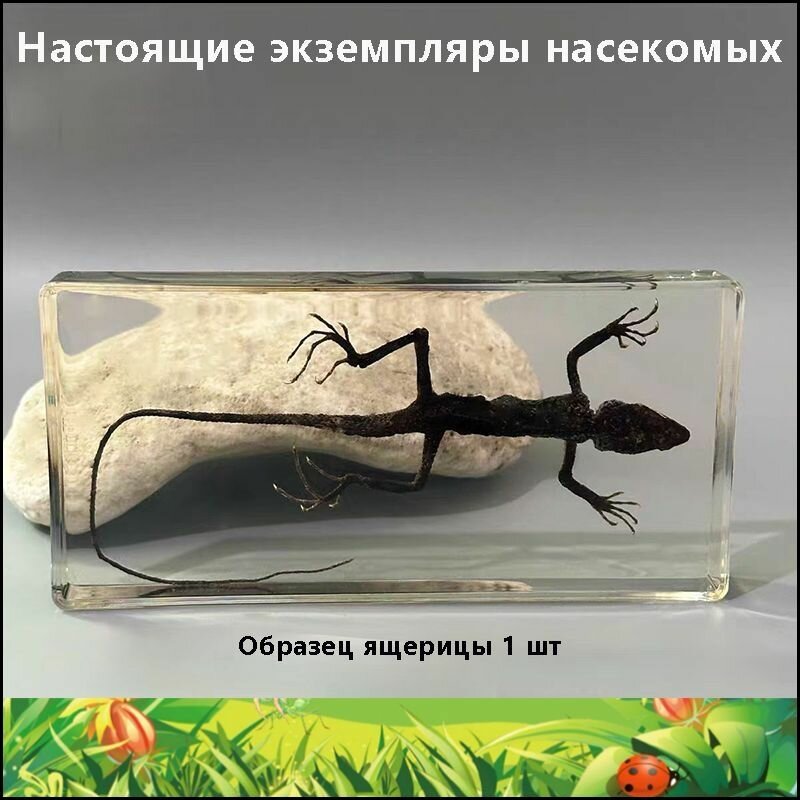 Tansi Настоящие экземпляры насекомых, образец ящерицы 1 шт, Большой размер 16*7.8*2CM