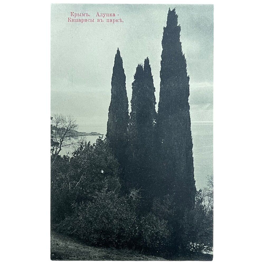 Почтовая открытка "Крым. Кипарисы в парке" 1900-1917 гг. Российская Империя