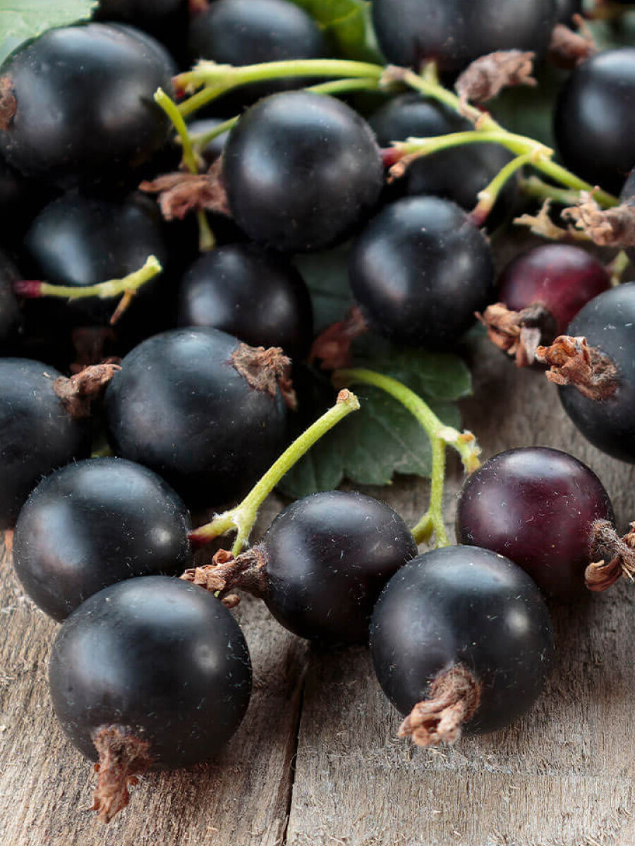 Смородина черная Петербурженка / многолетний, морозостойкий сорт