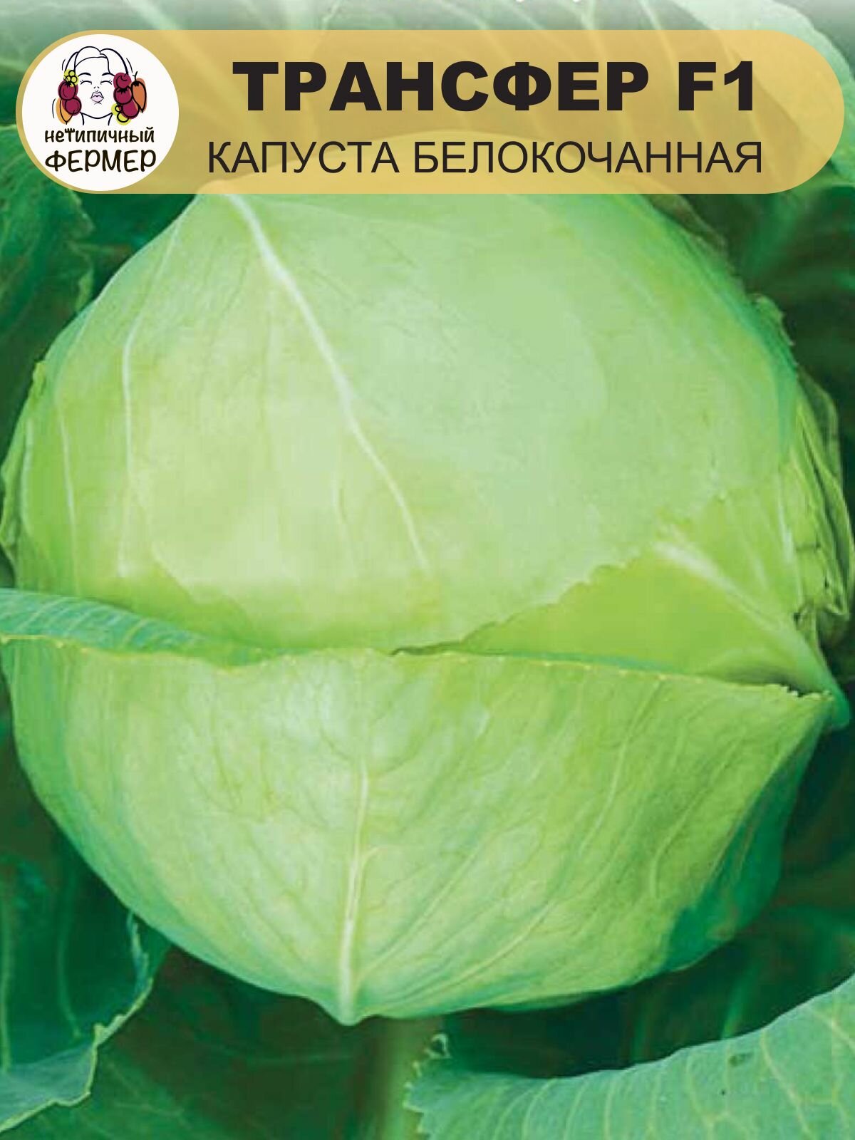 Семена Нетипичный фермера "Трансфер", капуста белокочанная, раннеспелость, для всех регионов