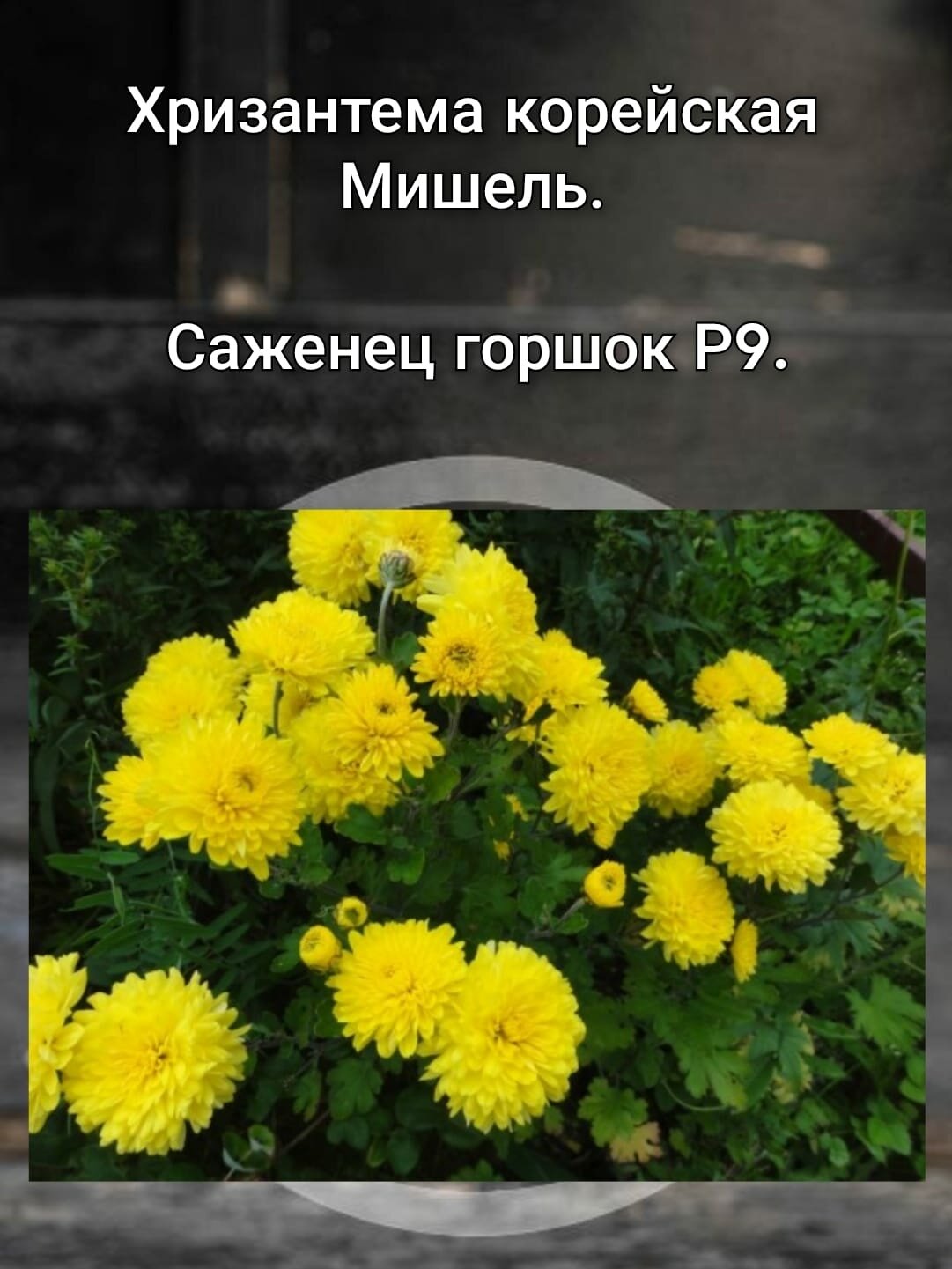 Хризантема корейская Мишель