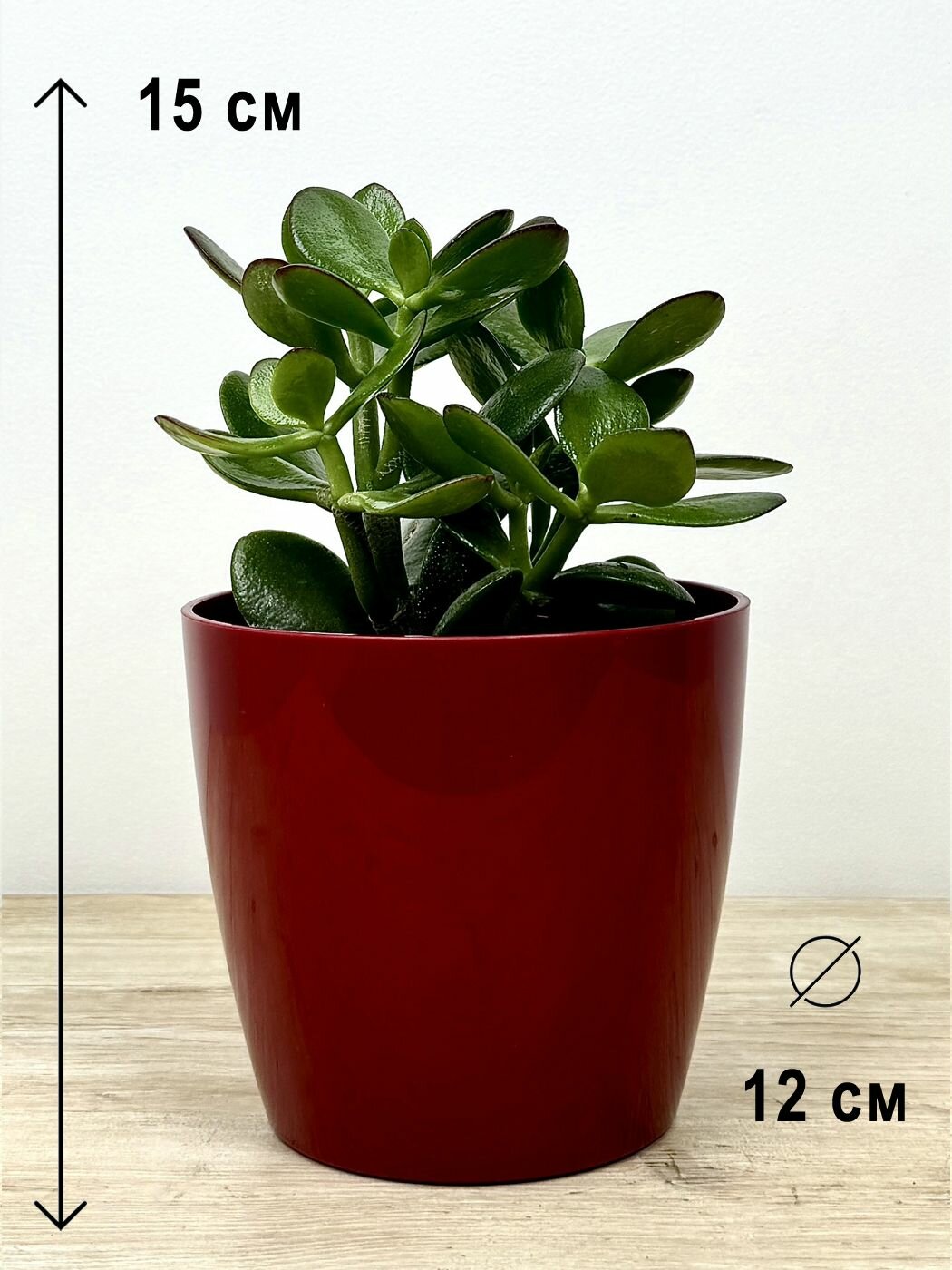 Крассула Овата в пластиковом красном кашпо, высота композиции 15-20 см