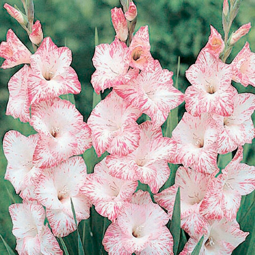 Гладиолус крупноцветковый Май Лав, 5 луковиц