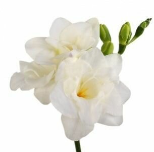 Фрезия Dubbelbloemig Annecy 1шт