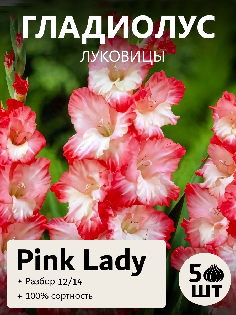 Гладиолусы луковицы крупноцветковые Пинк Леди (Pink Lady), 5 шт