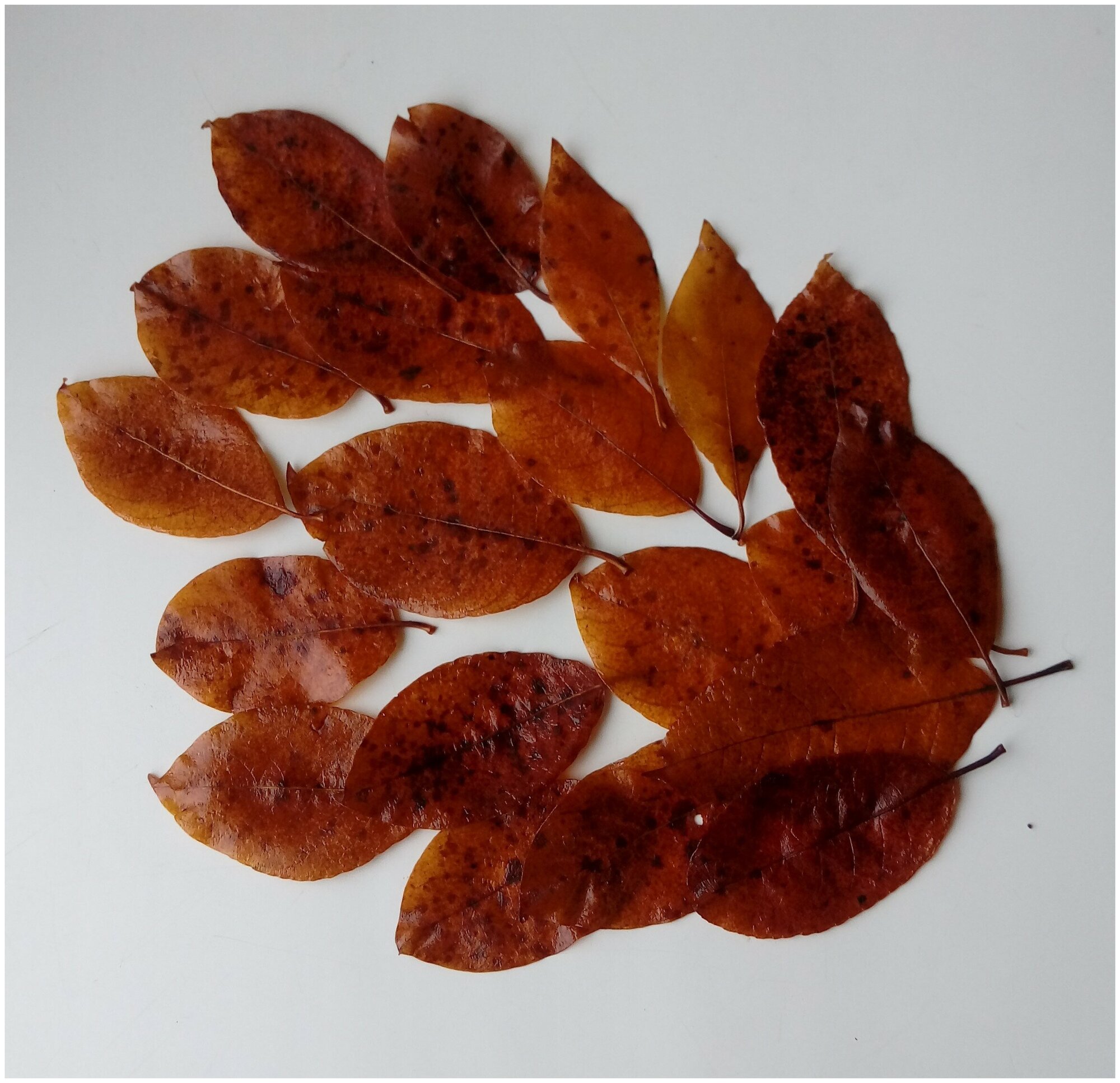 Листья стабилизированные