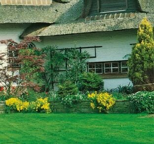 Газонная трава Бархатная лужайка 5 шт