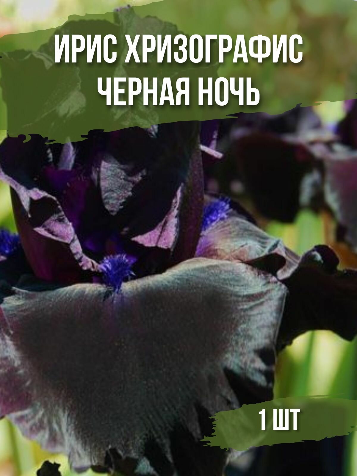 Ирис хризографис Черная ночь луковицы, клубни, корни цветов