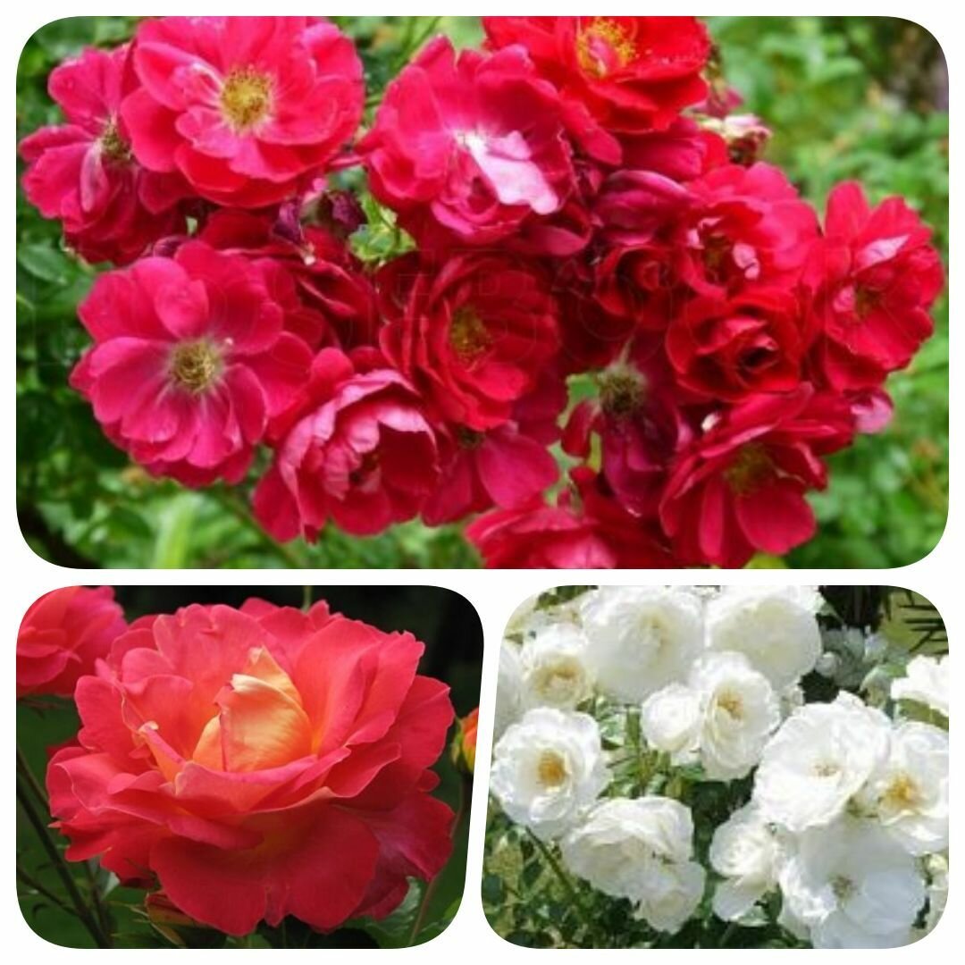 Комплект плетистых роз Келси 3 шт