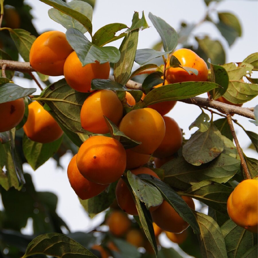 Семена Deodar SEEDS COMPANY Хурма гималайская 5 шт.