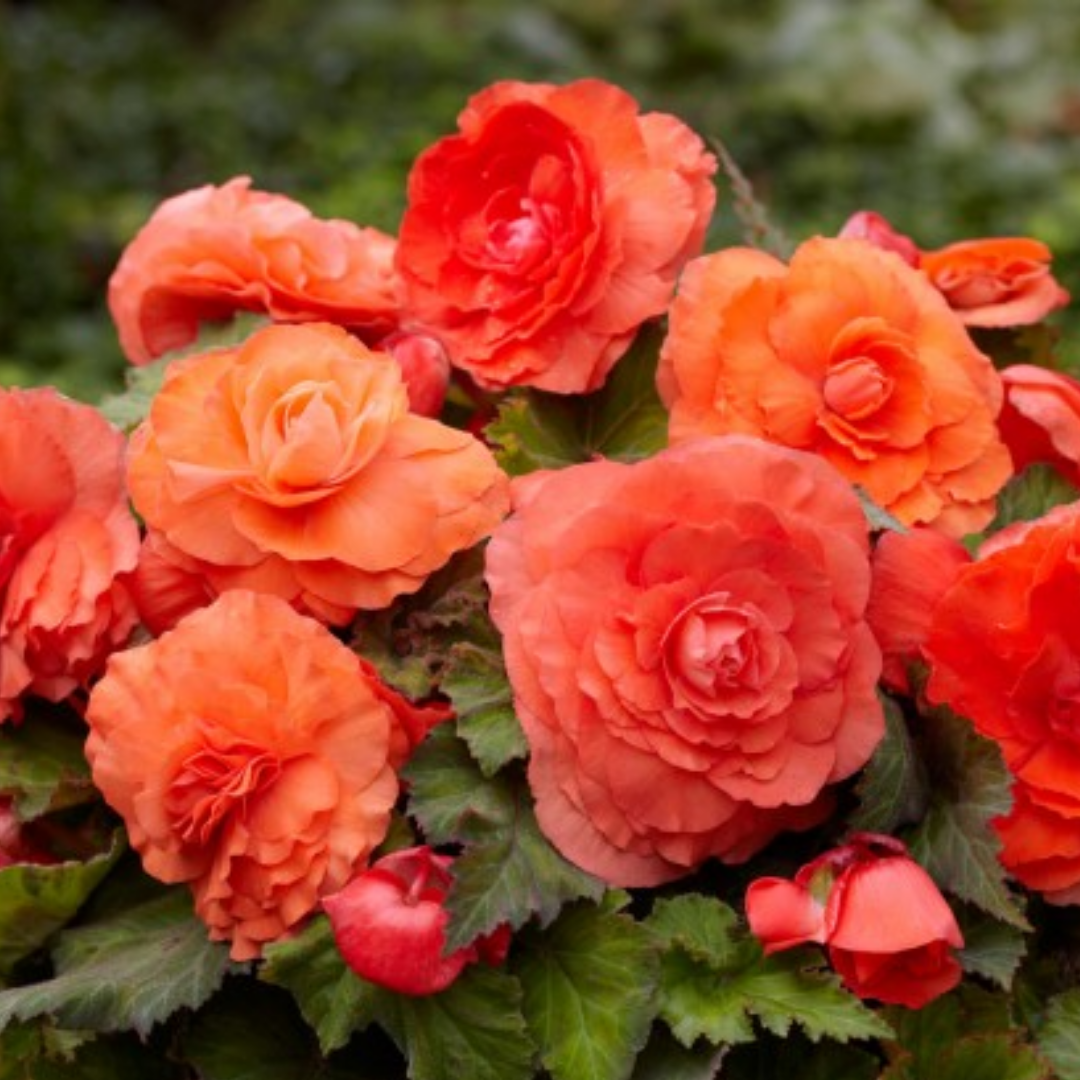 Бегония Дабл оранж (1 клубень), Нидерланды