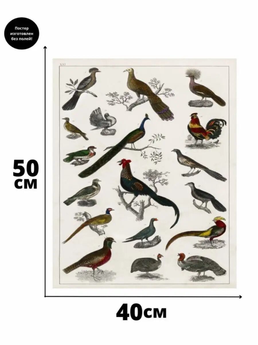 Постер животные птицы ретро стиль рисунки фауна, 40 x 50 см, бумага, без рамы
