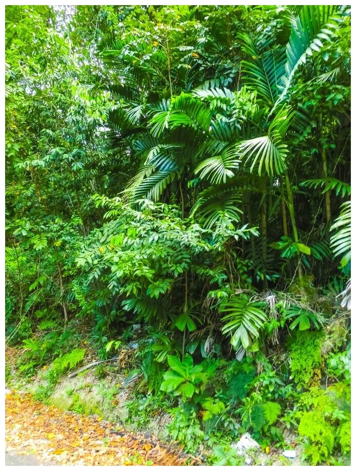 Фотообои Уютная стена "Тропическая зелень" 200х270 см Виниловые Бесшовные (единым полотном)