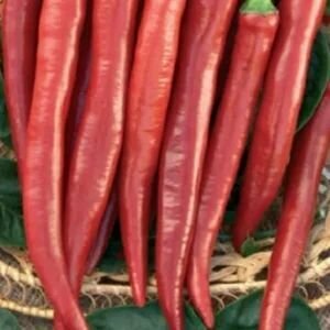 Коллекционные семена перца острого F1 Огонь-стручки