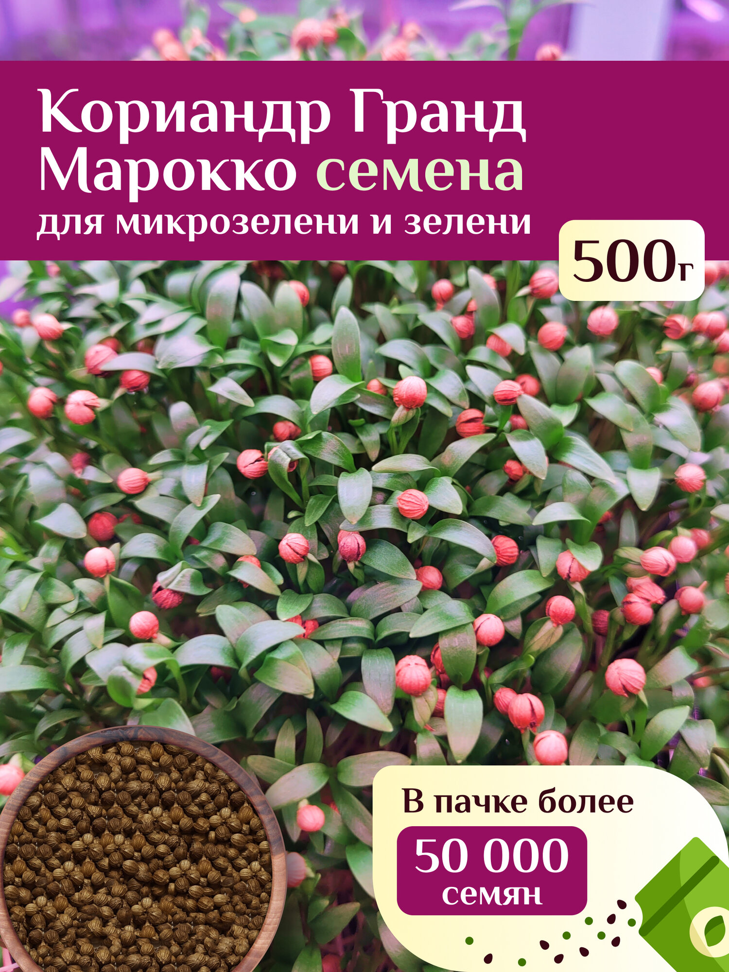 Кориандр Гранд Марокко, семена для микрозелени и зелени, Ильинские проростки 500г