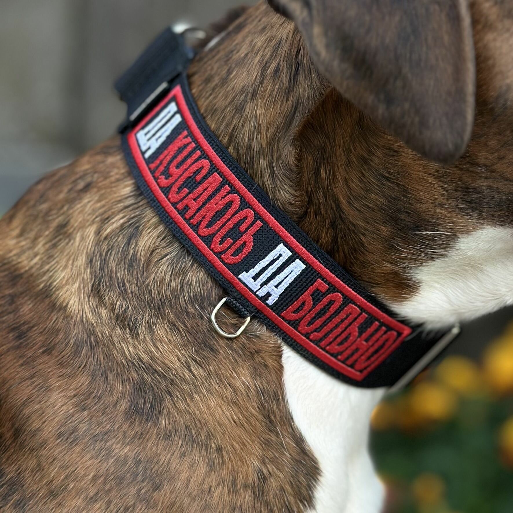 Ошейник с фастексом YkkaCollar для собаки, шириной 4 см на обхват шеи 42-56 см