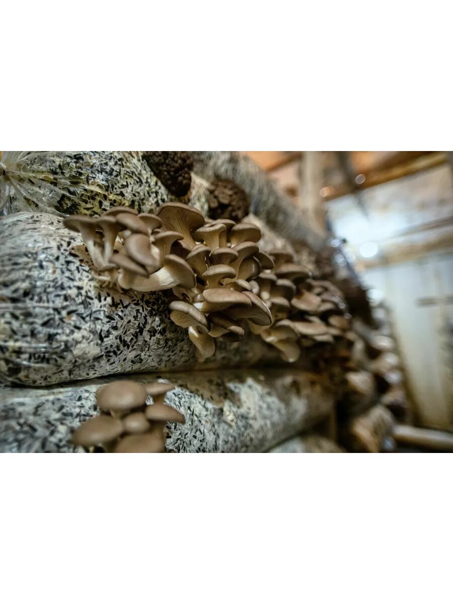 Мицелий вешенки зерновой (штамм НК35) - 1 кг. 1 килограмм