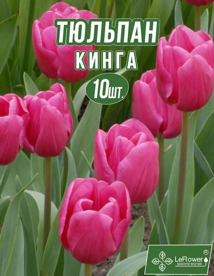 Тюльпан Луковица, Кинга, 10шт (LeFlower)