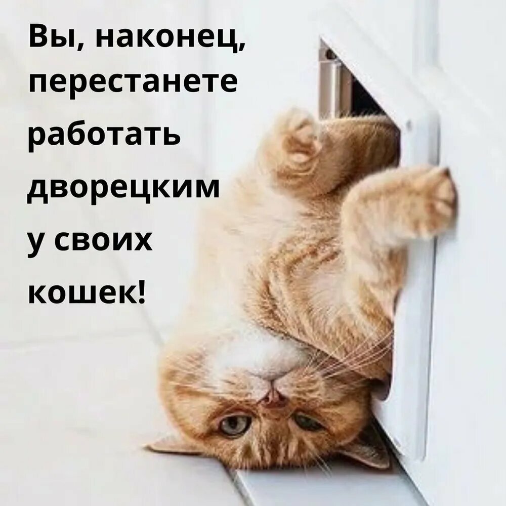 Дверца для кошек — фото 1