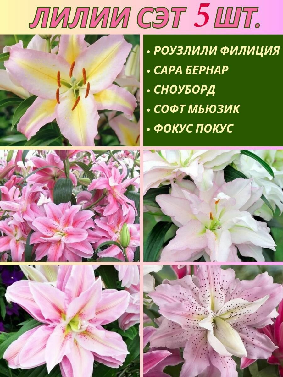 Лилии азиатские, луковицы, сет из 5 штук