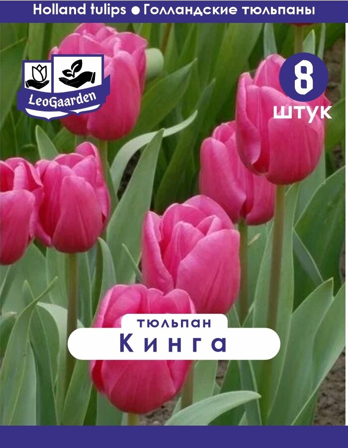 Тюльпан Луковица, Кинга, 8 шт (LeoGaarden)