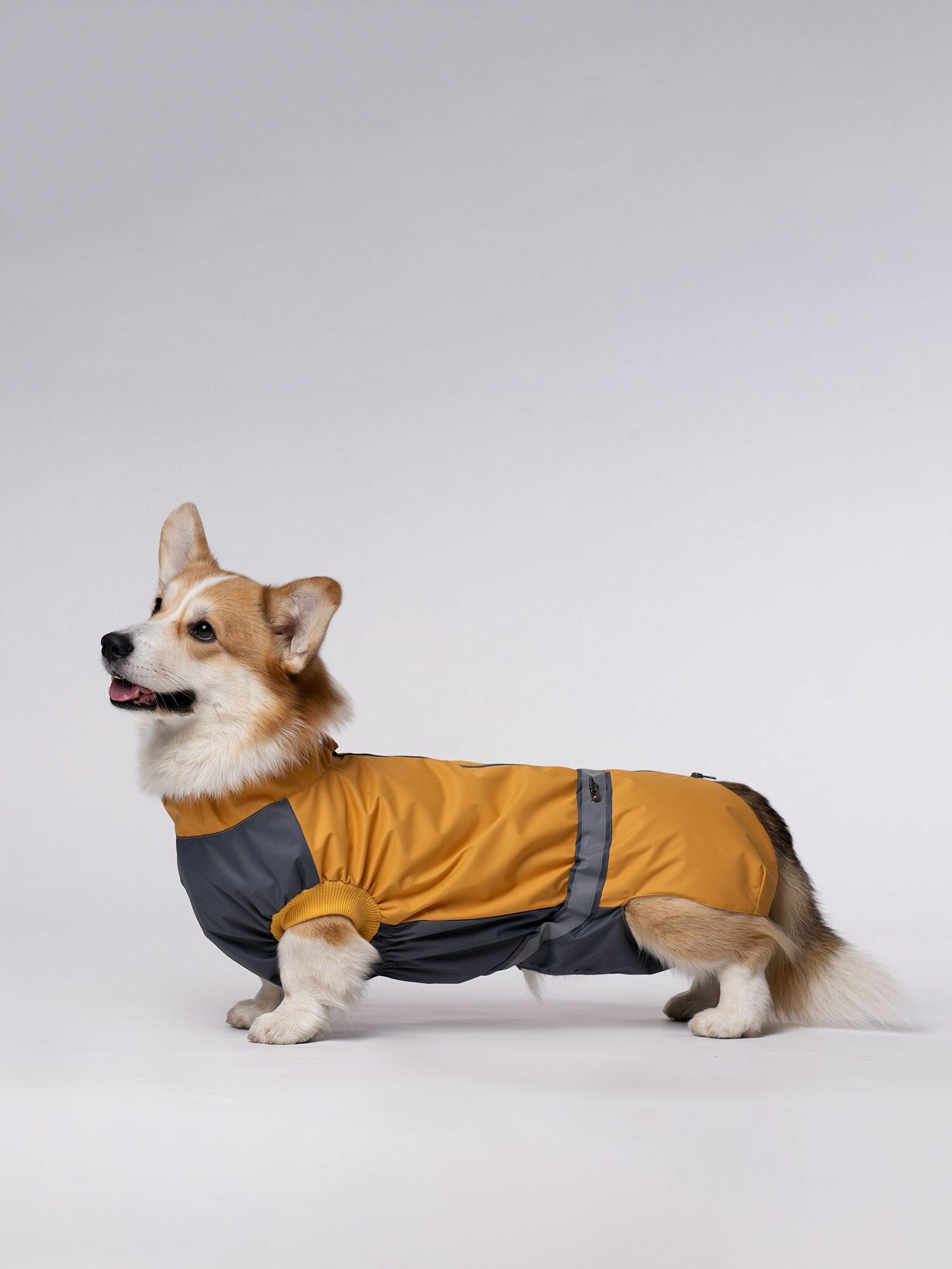 Комбинезон мембранный для Вельш-корги на мальчика, цвет желтый, размер XL