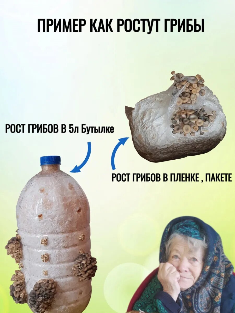 Мицелий Вешенки зерновой (штамм M5) - 1 кг.