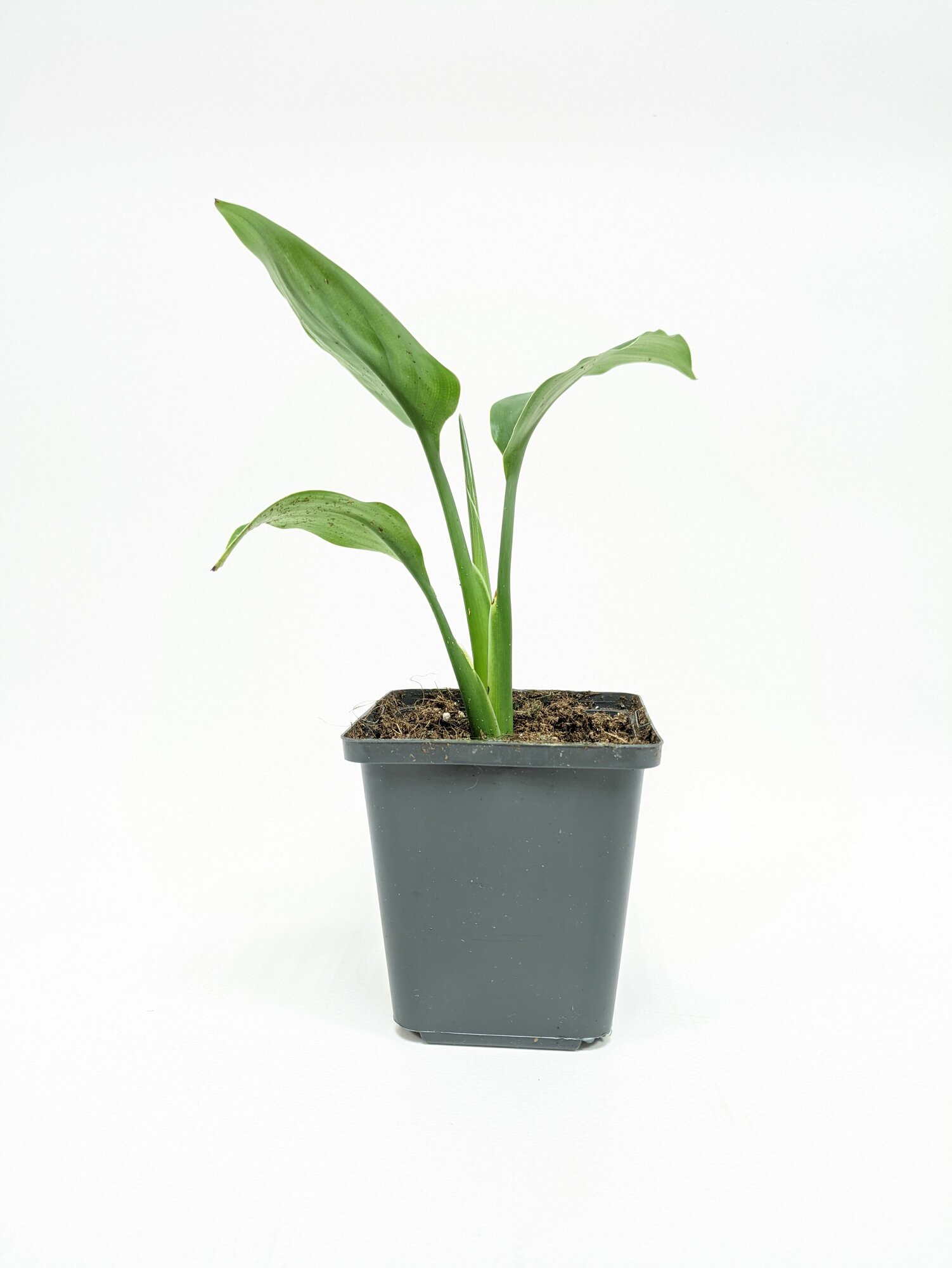 Стрелиция Реджина (Регина) королевская, диаметр горшка 9см, высота 20-30см