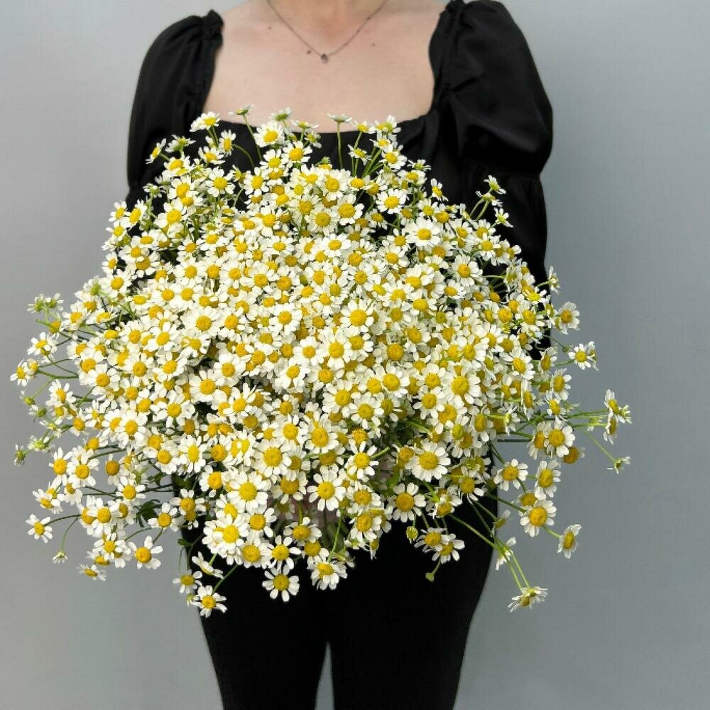 Букет ромашек, полевые цветы 19 шт PROTEA- Студия Цветов