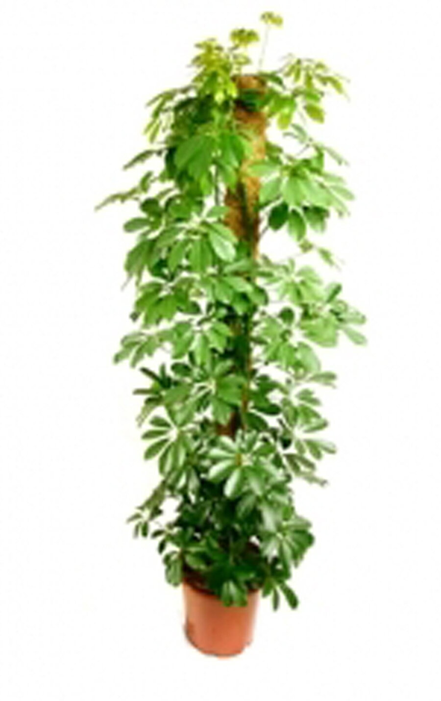 Шеффлера Голд Капелла - Schefflera gold capella D25 H170