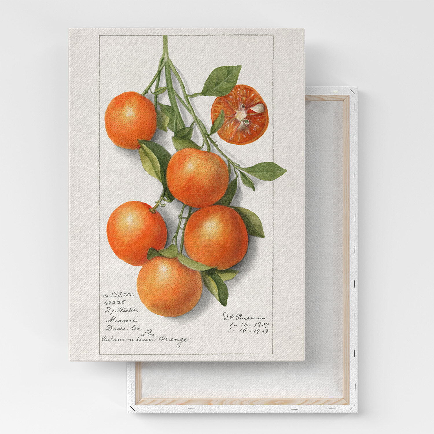 Картина на холсте, репродукция / Гравюры фруктов - мандарин / Размер 40 x 53 см