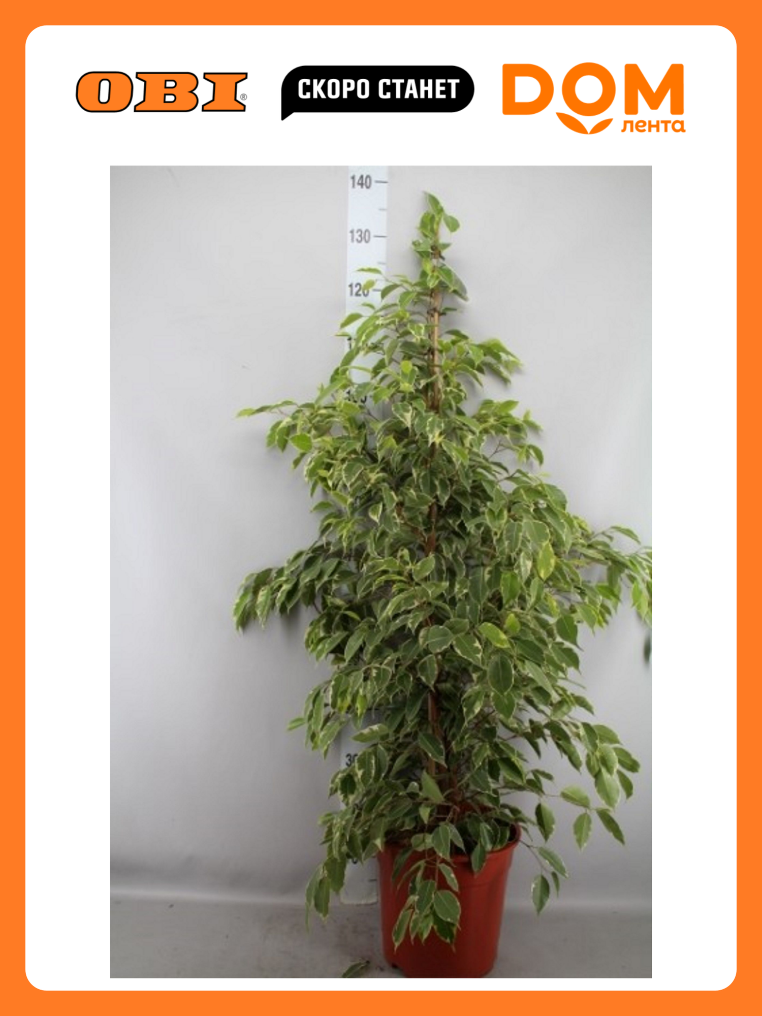 Фикус Бенджамина "Твайлайт", декоративно-лиственный, высота 65 см, диаметр горшка 17 см