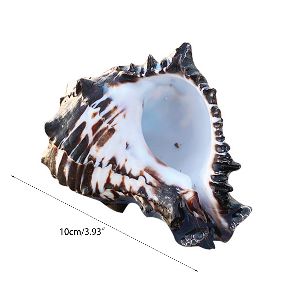 Морские раковины для свадебного декора