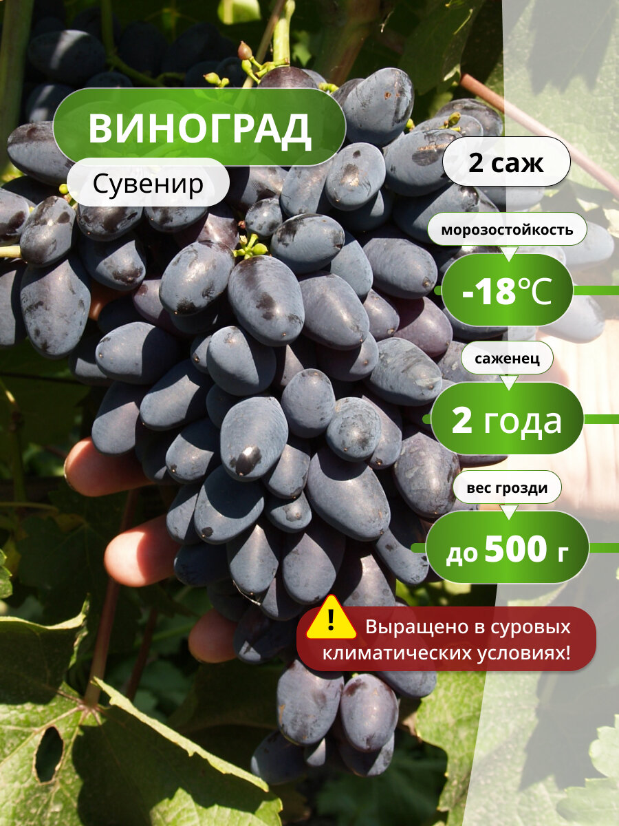 Виноград Сувенир, столовый, ранний, морозостойкий, столовый, 2