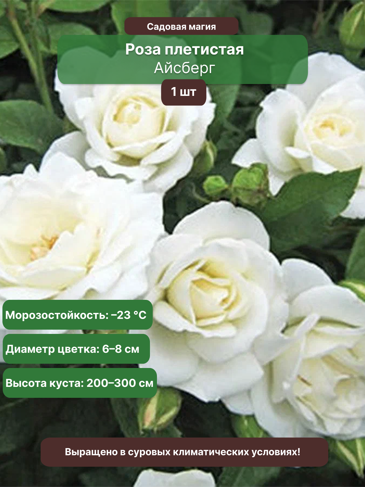 Роза плетистая "Айсберг", белая, многолетняя, 1 саженец, ЗКС, 1.5 г, до 50см