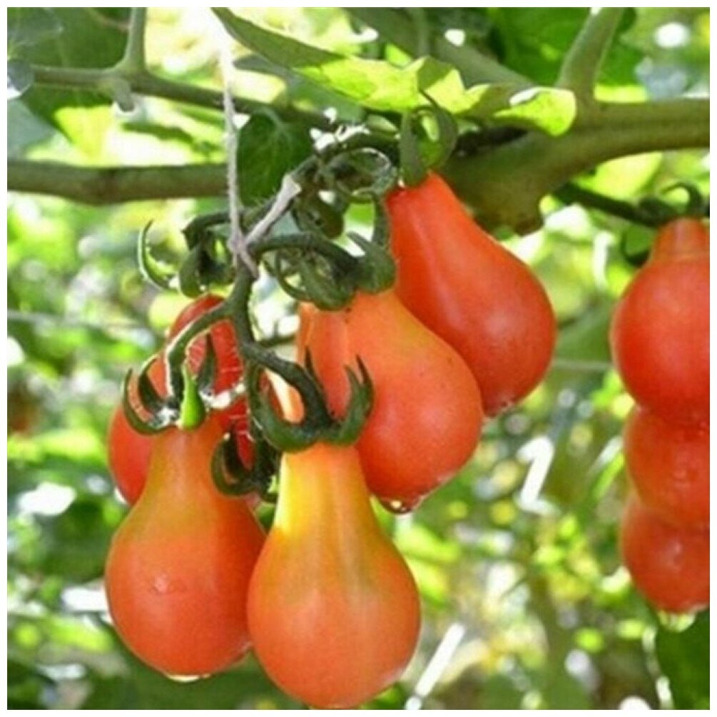 Семена Орешка Томат грушевидный Груша красная 10 ШТ