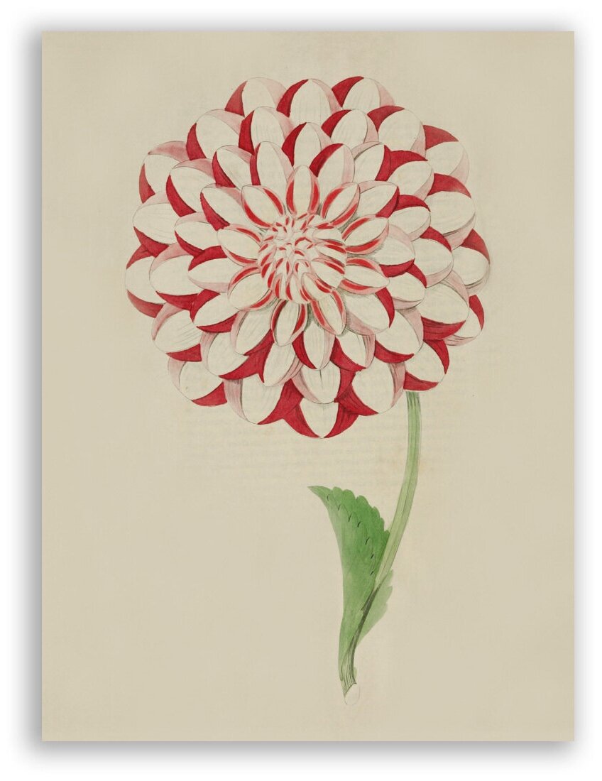 Гравюра Постер на бумаге / Harriss Inimitable Dahlia