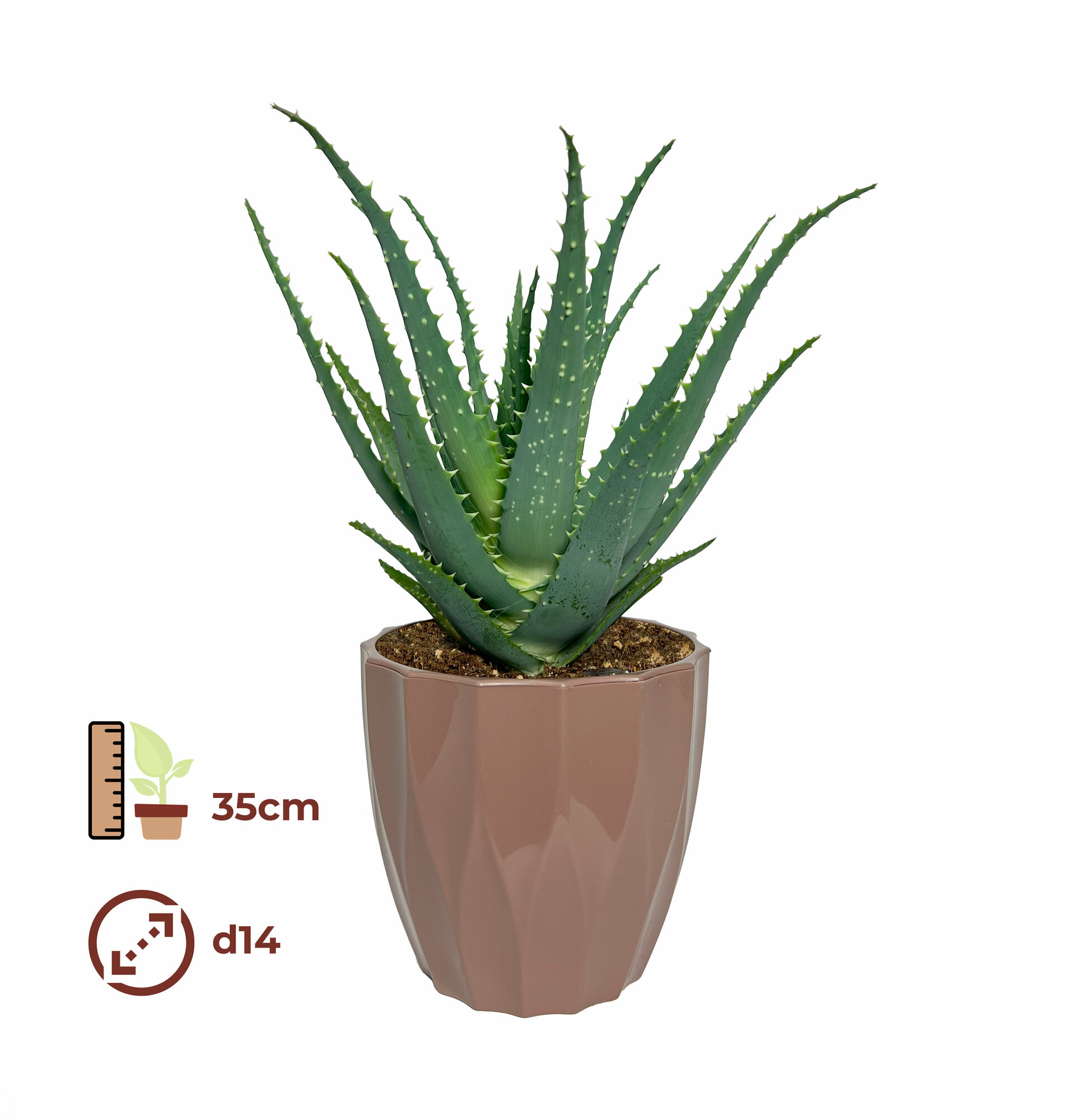 Алоэ 14/35, цвет кашпо мокко