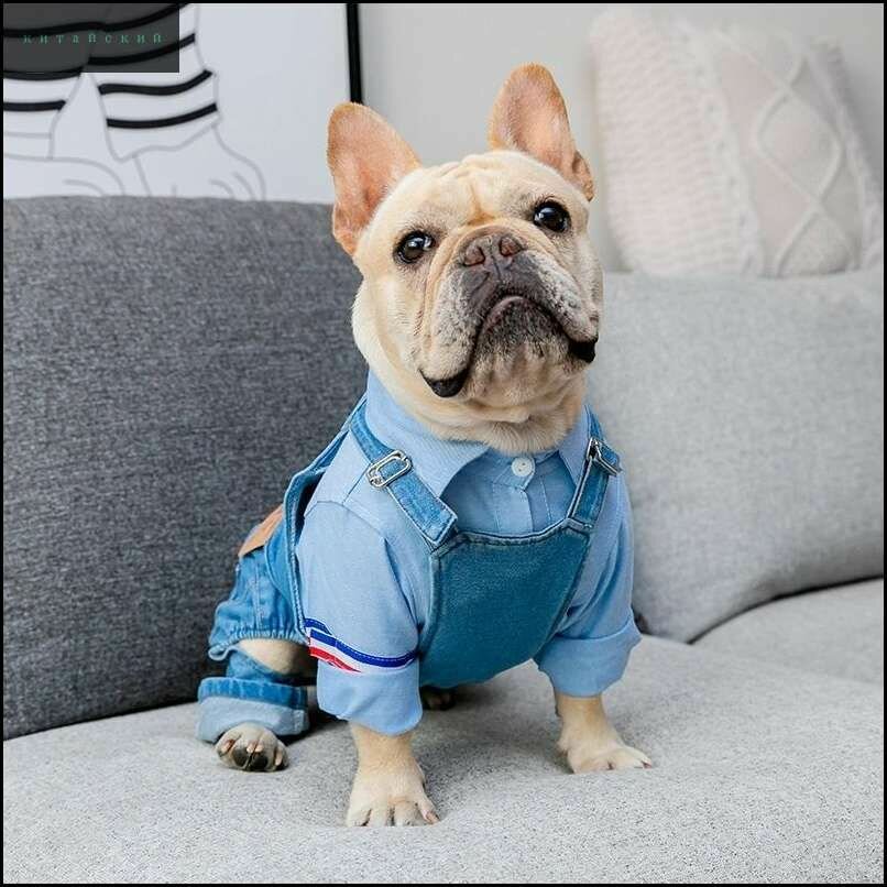 Джинсовая одежда для домашних животных, милый комбинезон собак, французского бульдога, мопса
