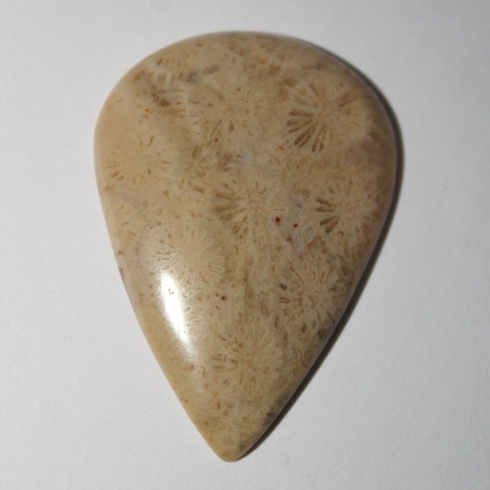 Коллекционный кабошон Коралл, 31х21х3 мм, Индонезия,"True Stones"
