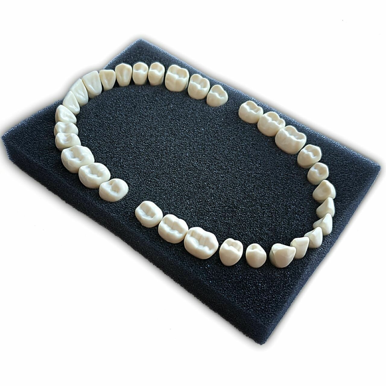 Фантомных зубов для учебной модели ARMA Phantom Teeth (AATU-1)Комплект из 32 модельных зубов естественной формы от NeoHealth