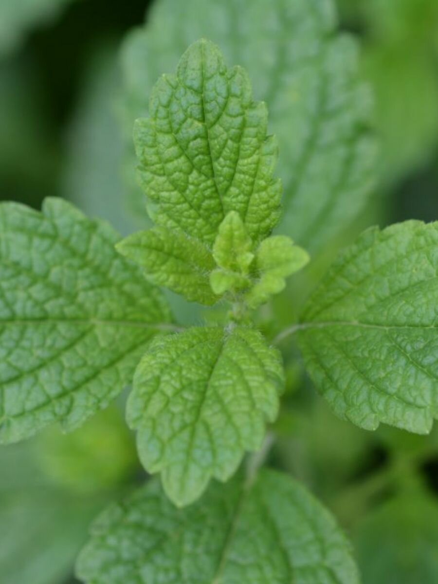 Мелисса лимонная семена 30 штук